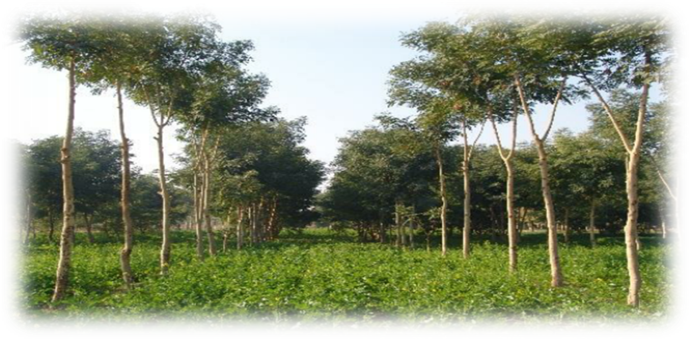 Department of Soil Science - Dr. Rajendra Prasad Central Agricultural ...